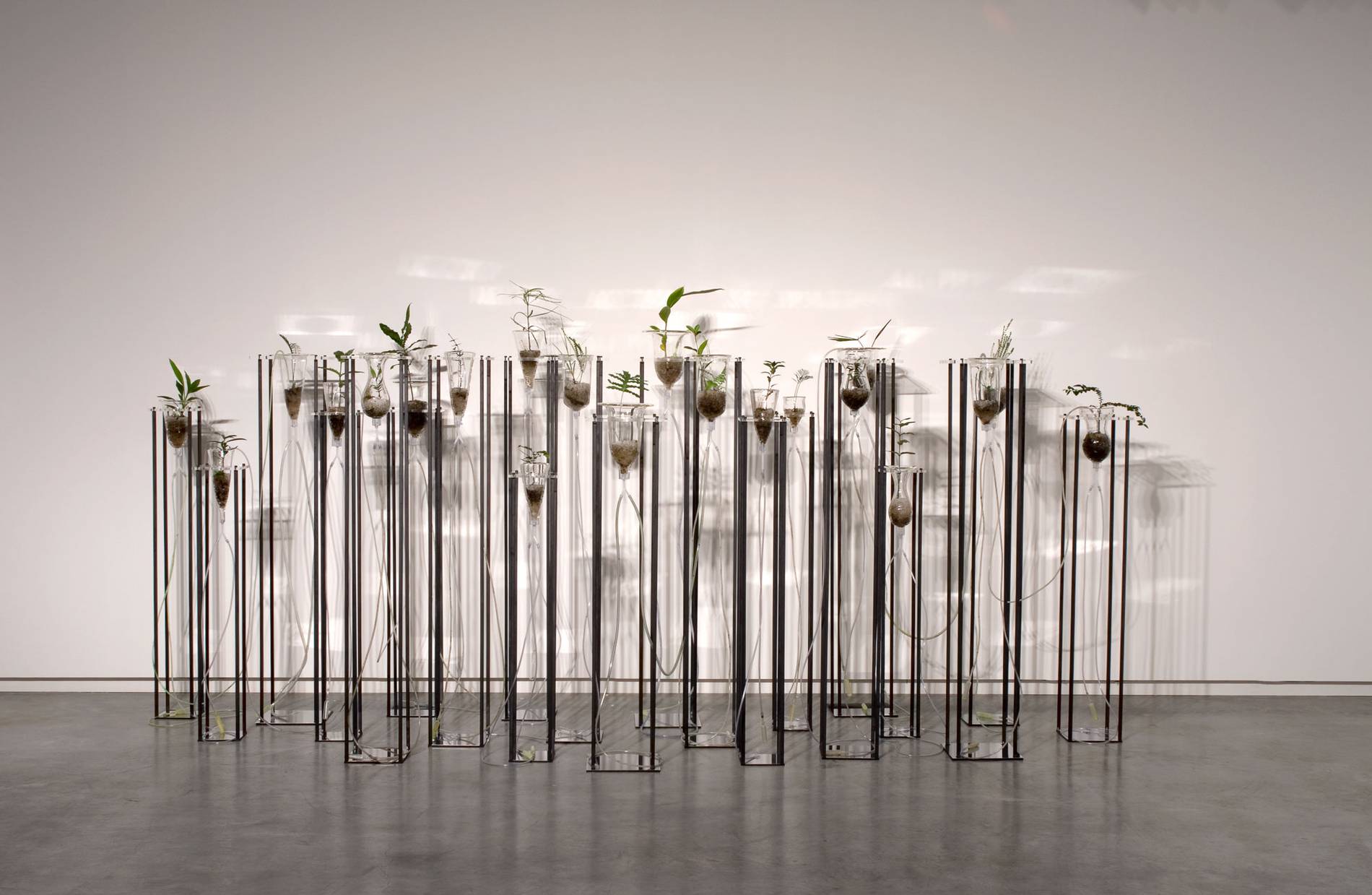 Cellular Gardens (where breathing begins) by Janet Laurence | MCA Australia