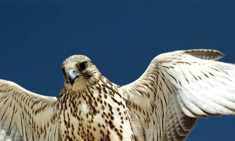 Lynne Roberts-Goodwin | MCA Australia