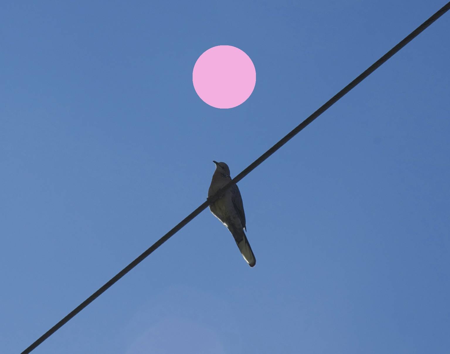Birds by Charlie Sofo | MCA Australia