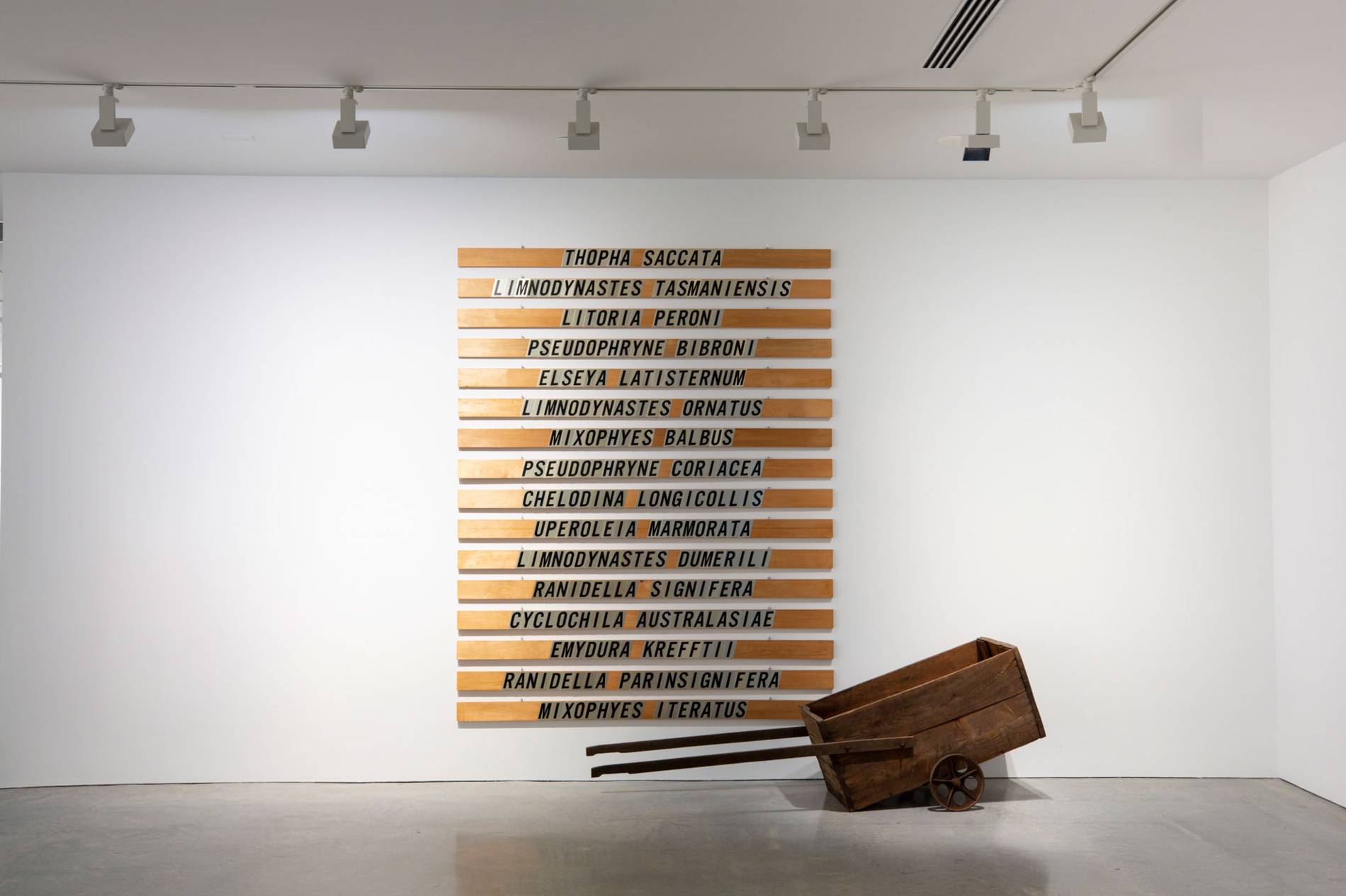 Tree Rain:16 Frog Poems (Yellow Monday) for J.C. by Robert MacPherson | MCA Australia