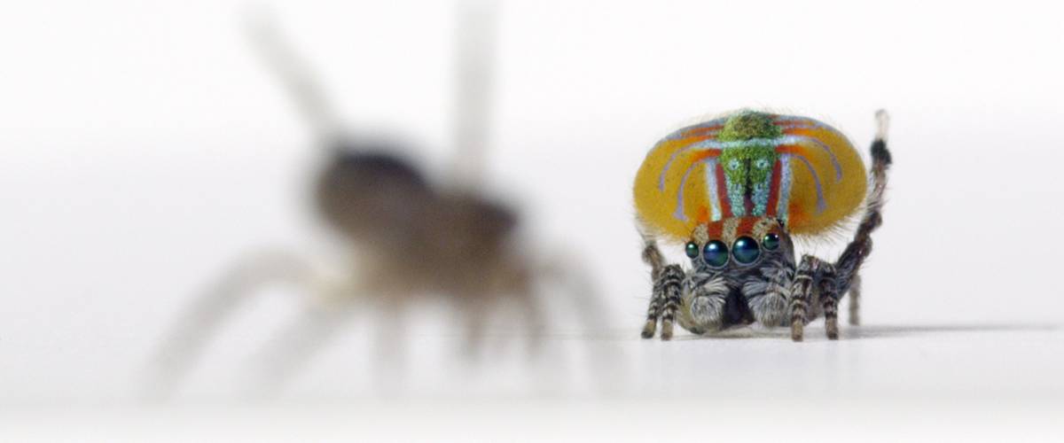 MCA Australia presents a national tour of Spiders of Paradise by Maria ...