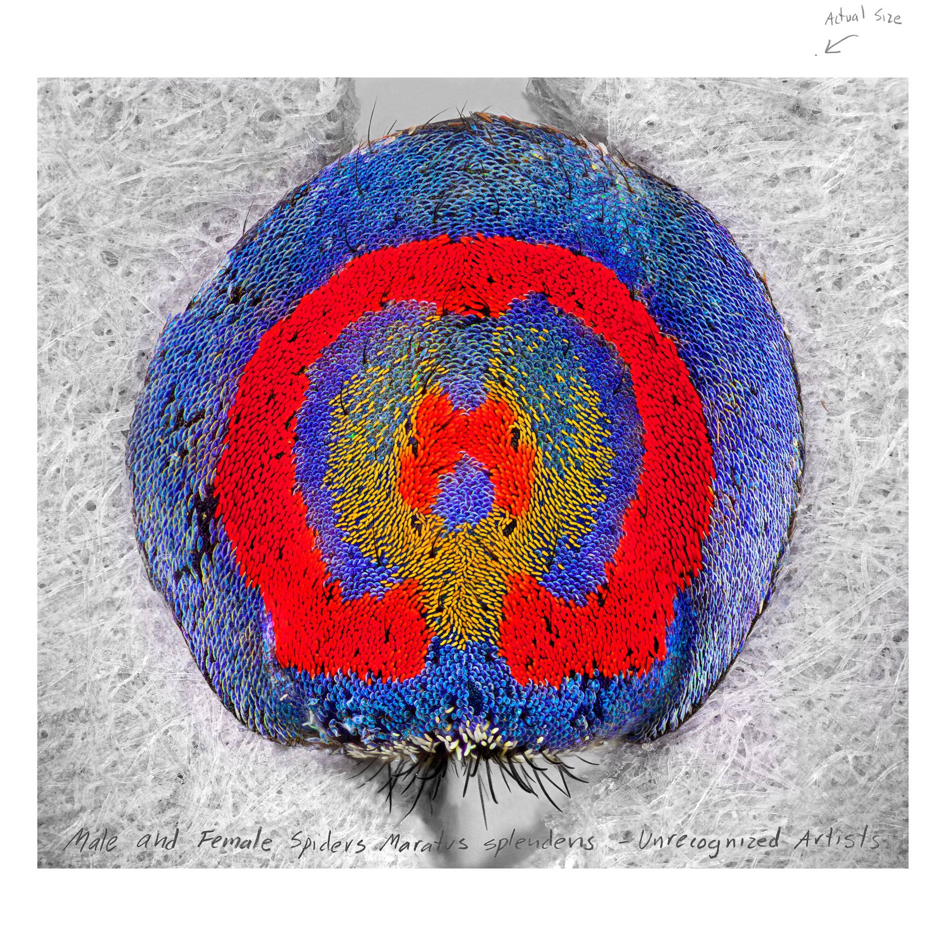 On the Origins of Art – Actual Size II Maratus Splendens by Maria ...