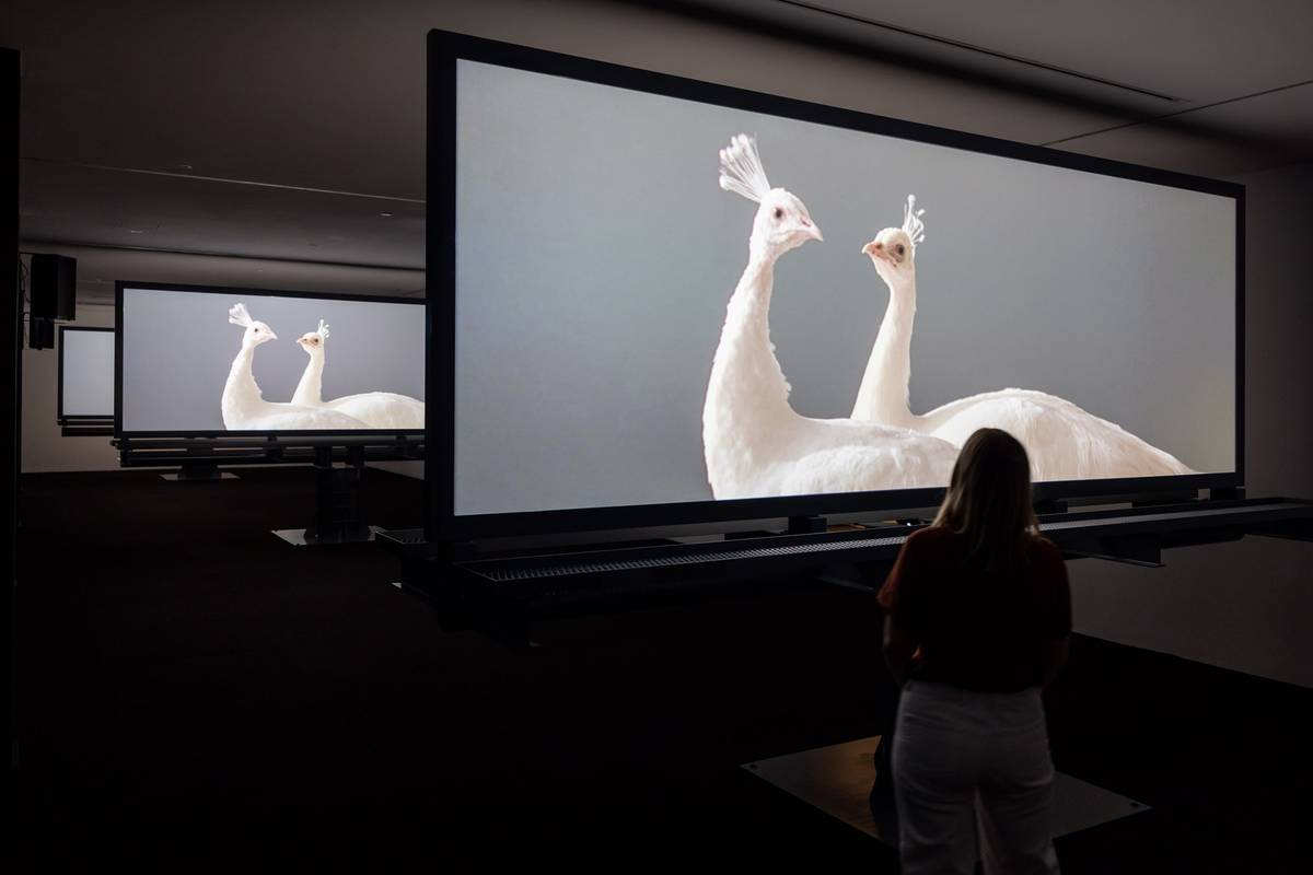 Doug Aitken: New Era opens at the Museum of Contemporary Art Australia ...