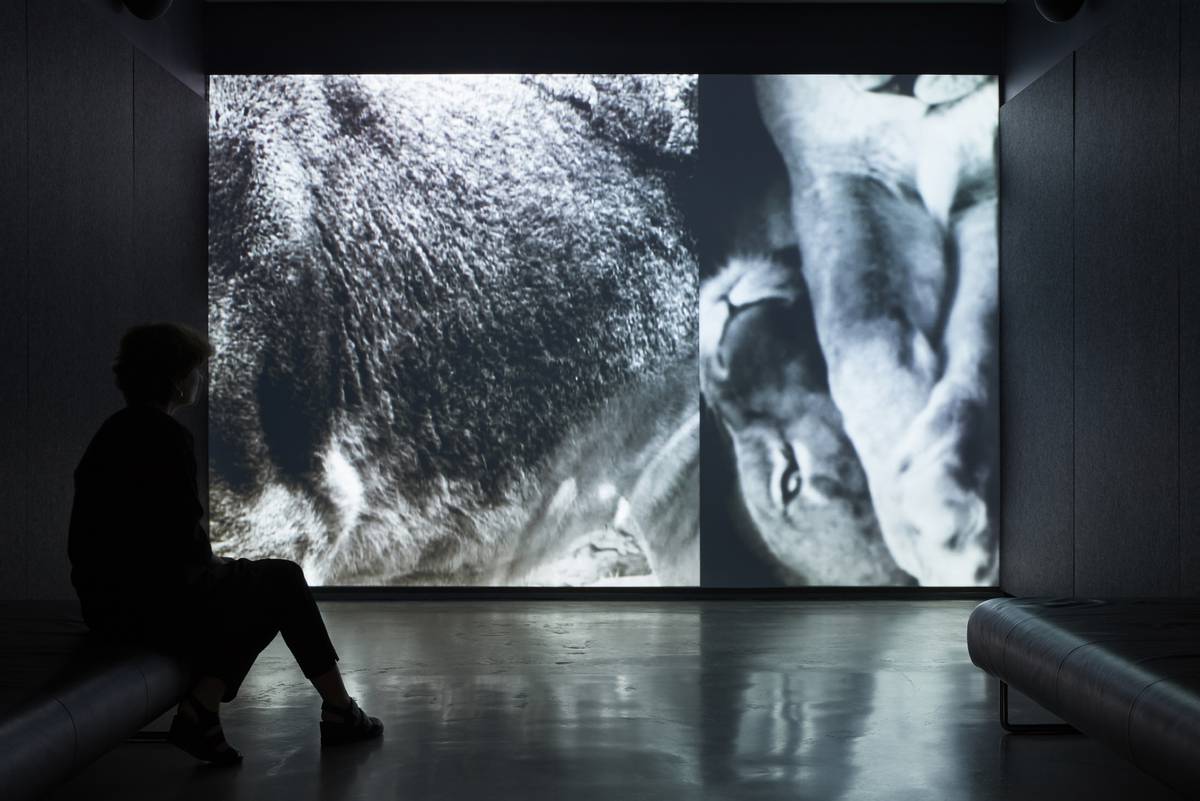 Janet Laurence: After Nature | MCA Australia