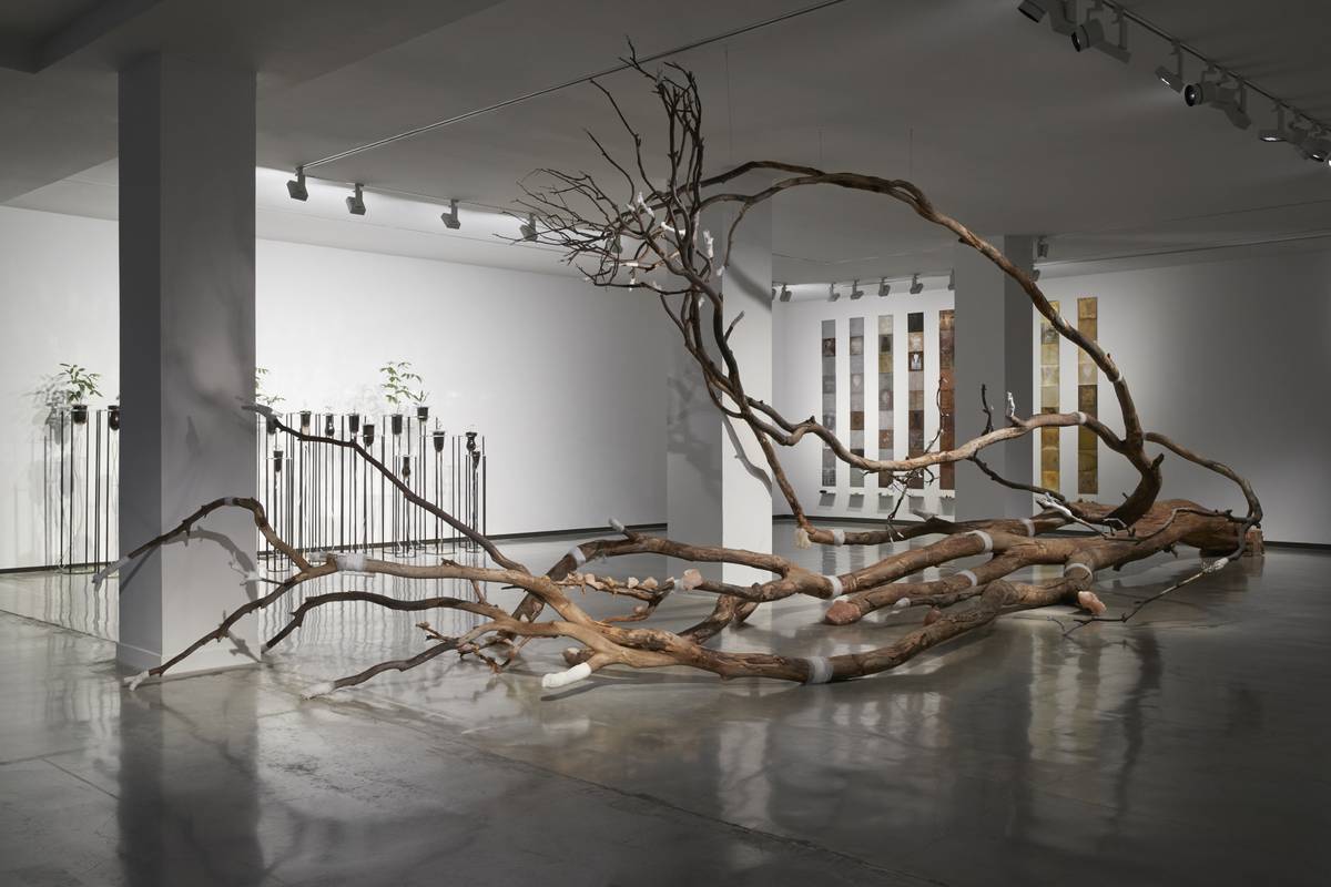 Janet Laurence: After Nature | MCA Australia