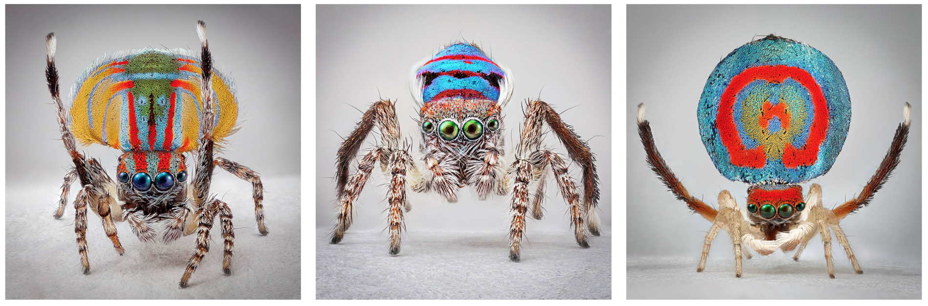 Early learning provocations: Maria Fernanda Cardoso | Learning | MCA ...