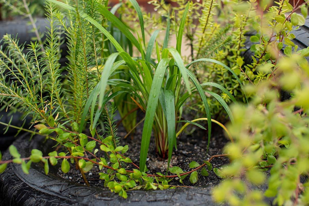 Steve Carr, In Bloom (IndigiGrow), 2023 for Loti Smorgon Sculpture ...