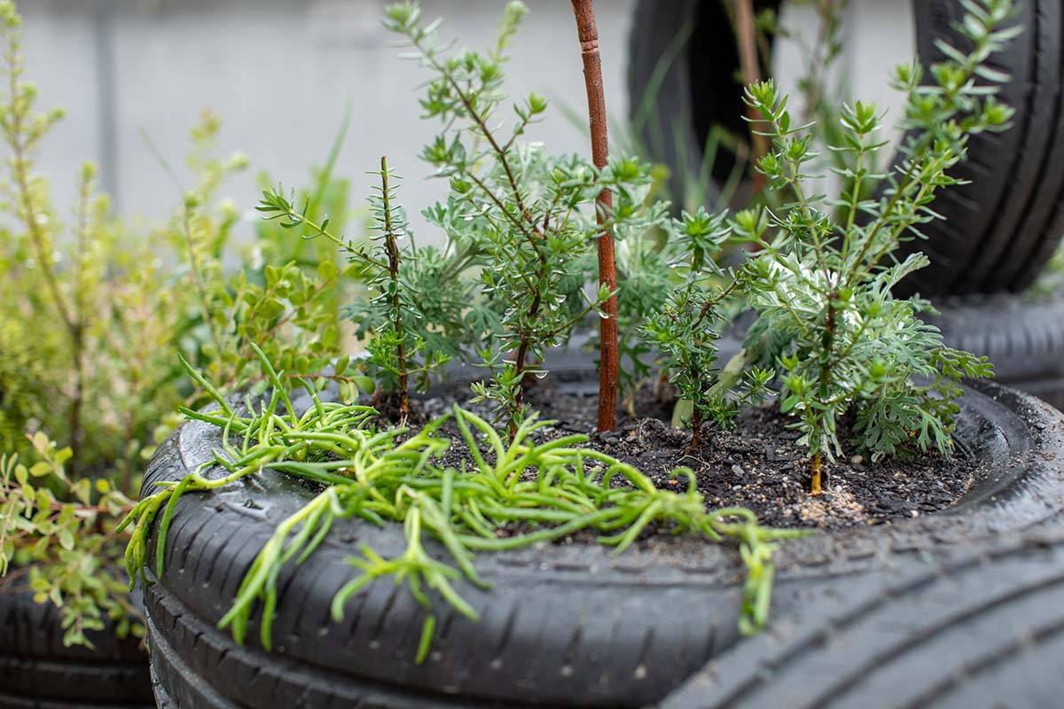 Steve Carr, In Bloom (IndigiGrow), 2023 for Loti Smorgon Sculpture ...
